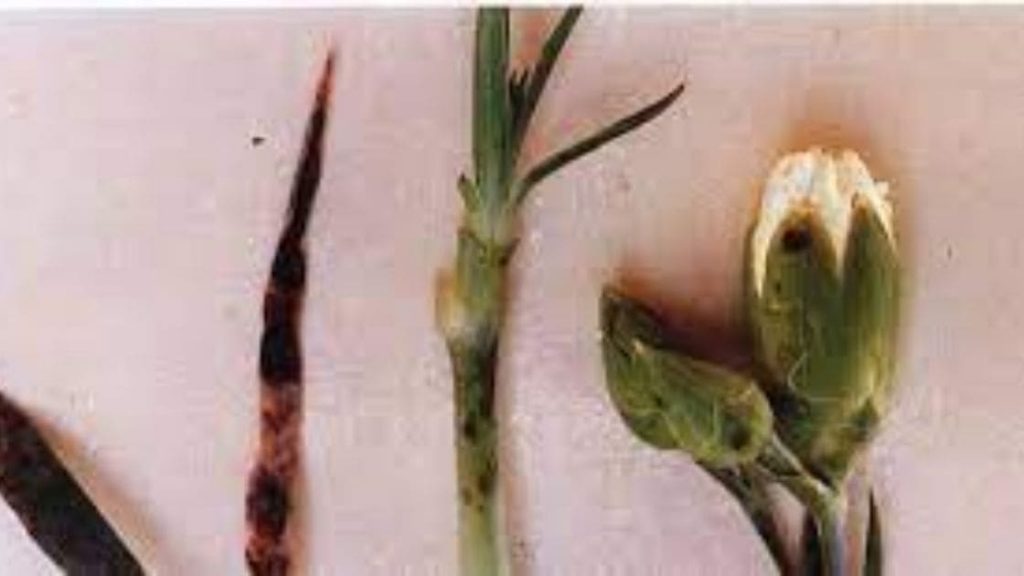 carnation :- What are the damage symptoms of carnation bud mite?