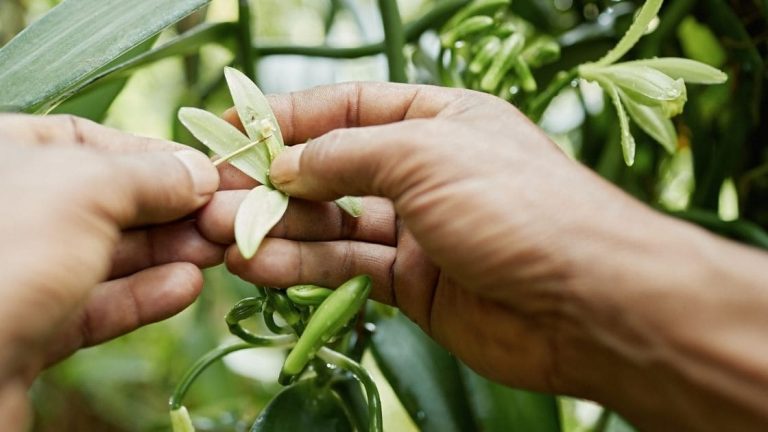 pollination :- How pollination occurs in vanilla?