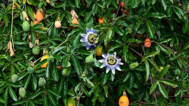 Passion Fruit Fruiting Stage Improves Passion Fruit Productivity