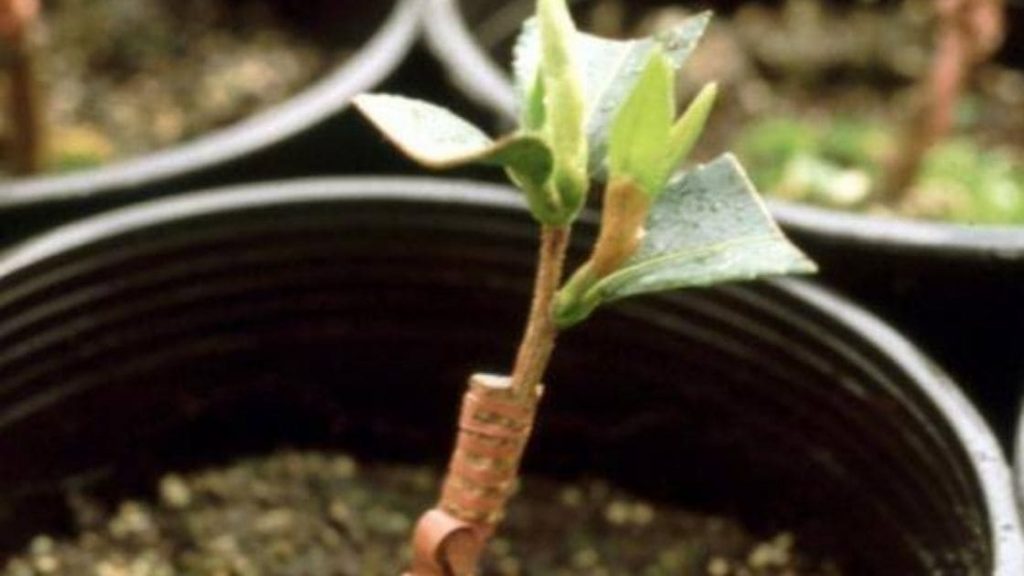 Grafting Method is done in High density peach planting?