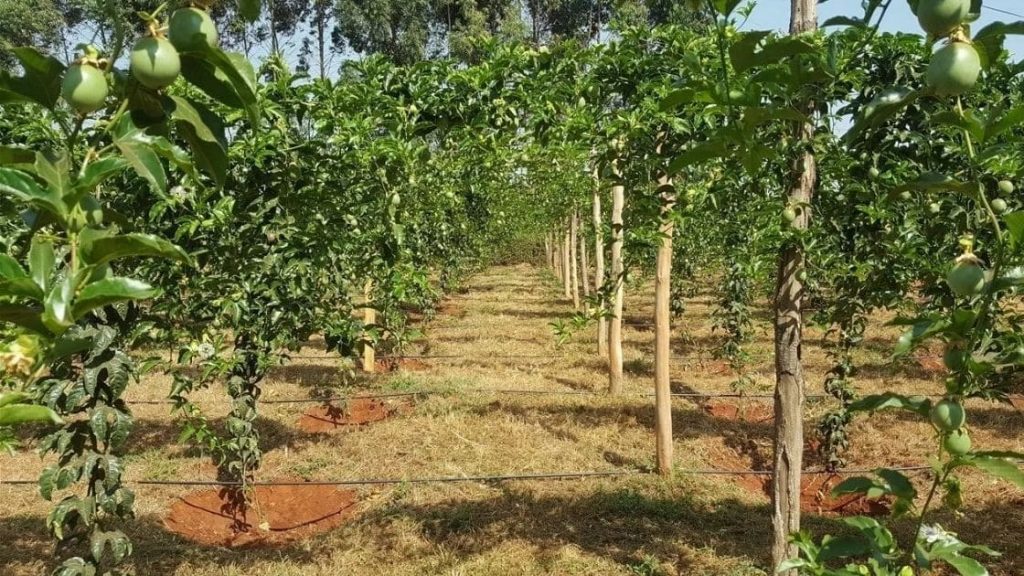 Passion :- spacing is done for improving Passion fruit crop yield?