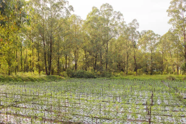 tree planting on farmlands : Which scheme promote agroforestry?