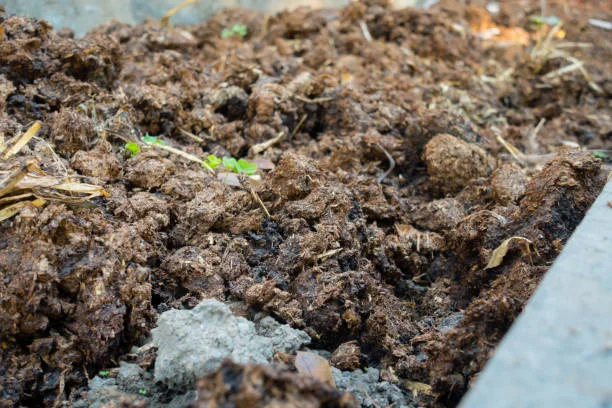 biological fertilizers : benefits of using this in agriculture?