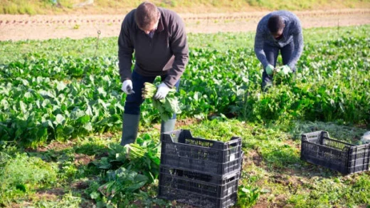 Pastoral farming :- What is Pastoral farming?