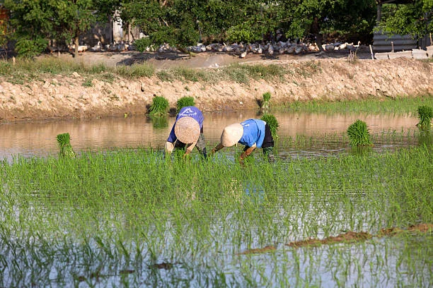 small-scale farmers :- small-scale farmers in the agriculture sector?